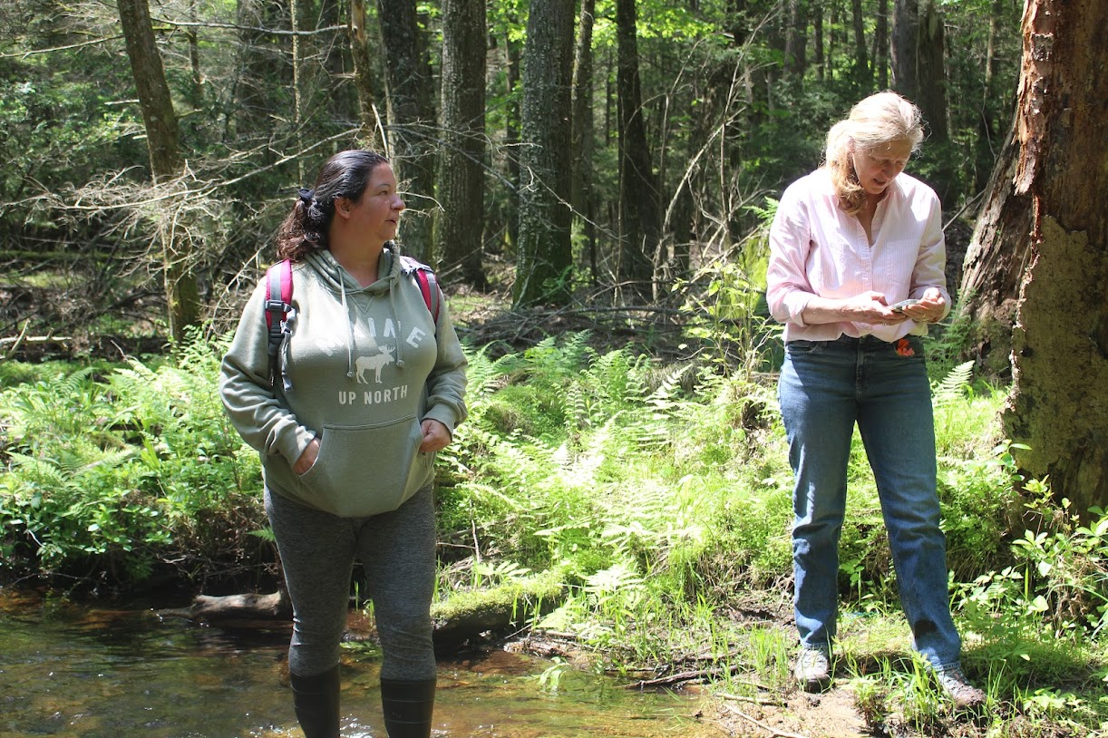 Plan to save rare turtles and wildlife underway in Northwest Rhode ...