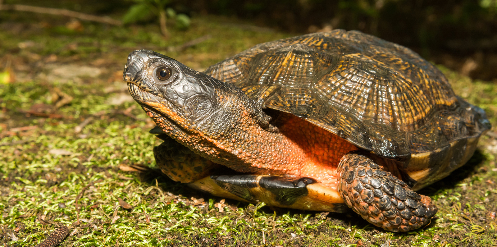 Forest clear-cutting, water pollution take toll on wood turtles – Ocean ...
