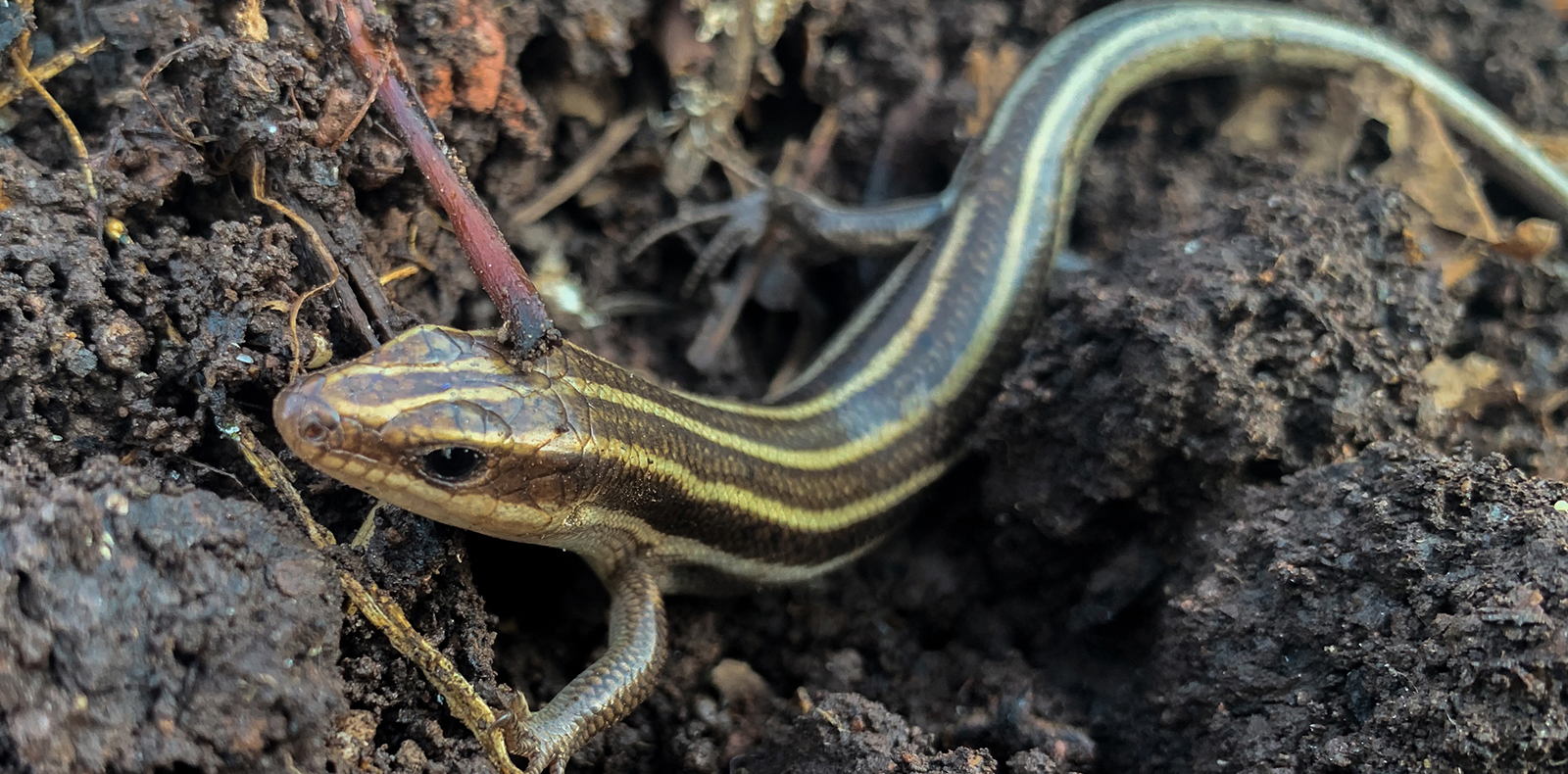 Region’s only lizard listed as threatened – Ocean State Stories
